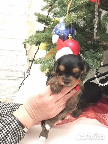 Продам щенка Йорик