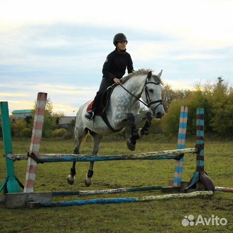 Мерины, молодняк