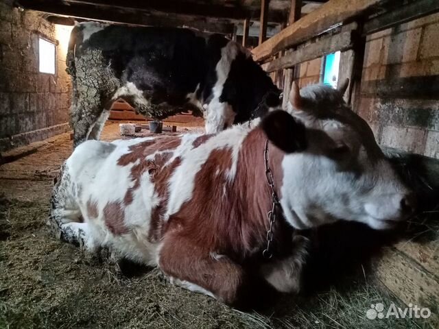 Телка породистая Галштино-фриз 1 год