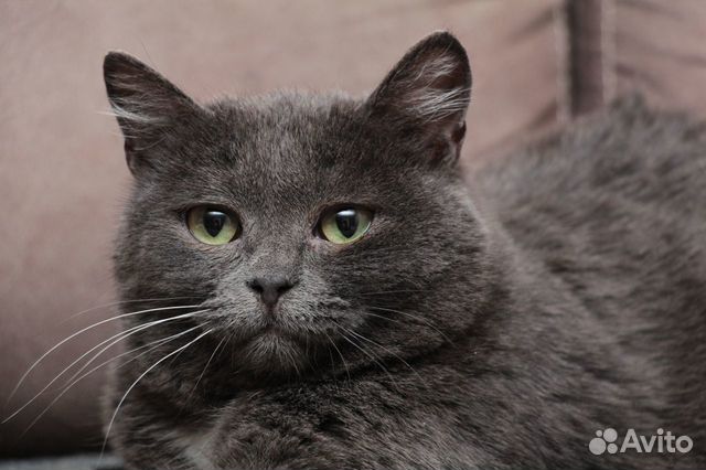 Котик Пуф в добрые руки