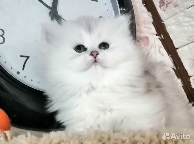 Британская длинношерстная