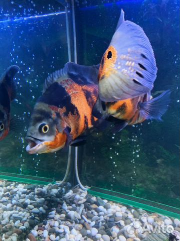 Продам пару астронотусов 20см