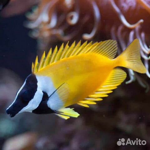 Морские рыбки в наличии. Лисица желтая. Siganus vu