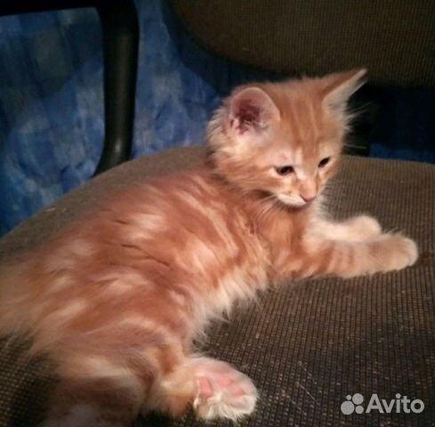 Котенок- рысенок