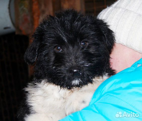 Щенок в добрые руки