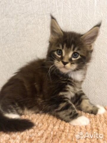 Праздничные котята