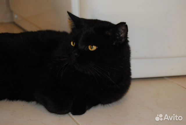 Кошка