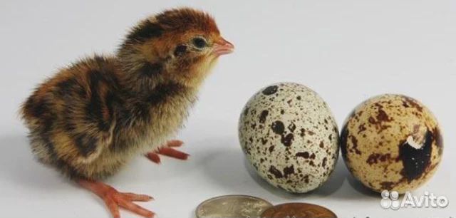 Перепелята и Цыплята