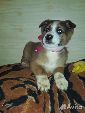 Солнечные рыжики