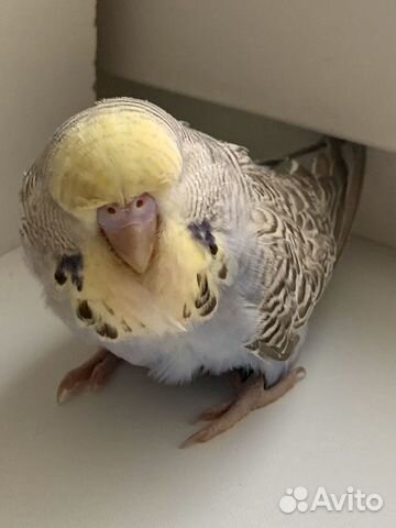 Волнистый попугай Чехи самочки птенцы