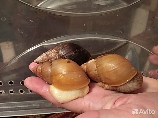 Улитка Ахатина