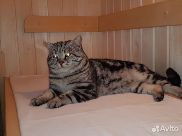 Вязка Шотландский Страйт