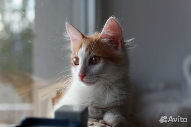 Котёнок - нежная девочка