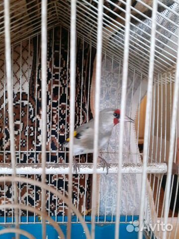 Продаю седоголовых щеглов