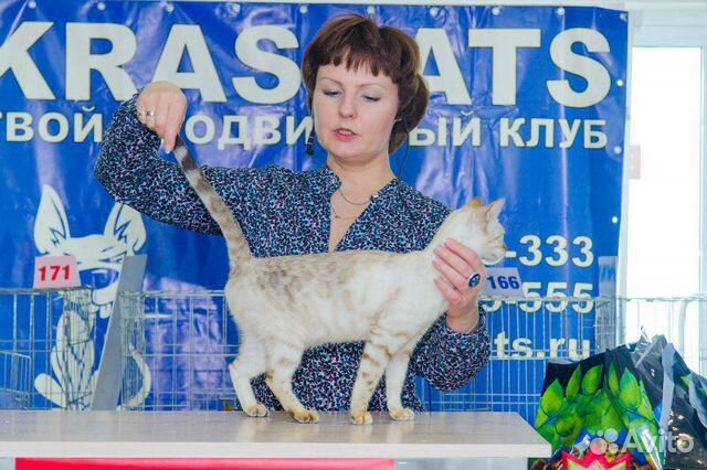 Бенгальская кошка