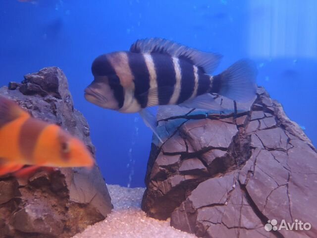 Фронтоза Frontosa Самец 15 см