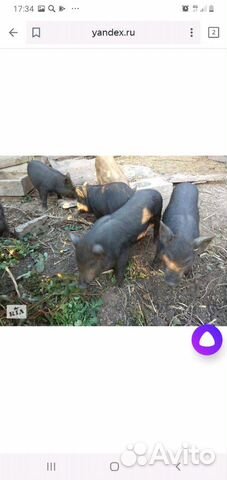 Поросенок помесь ветнамца с лонграссом