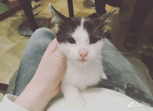 Котенок Томас. Полтора месяца. Бесплатно