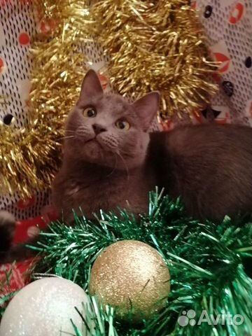Котик Фипс