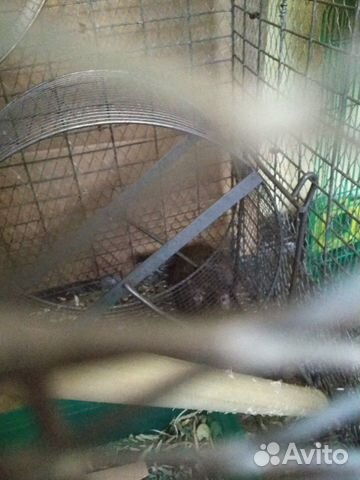 Дегу мальчик и девочка