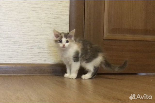 Отдадим котёнка. Котята