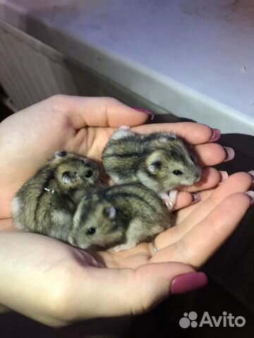 Джунгарские хомячки детки