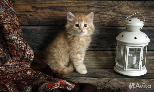Сибирский котик из питомника