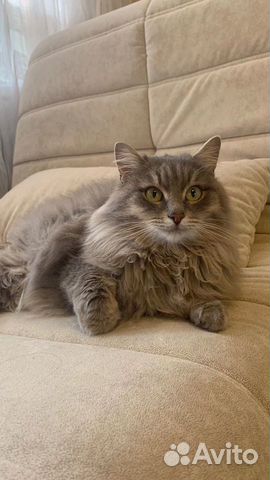 Кошка ищет Дом