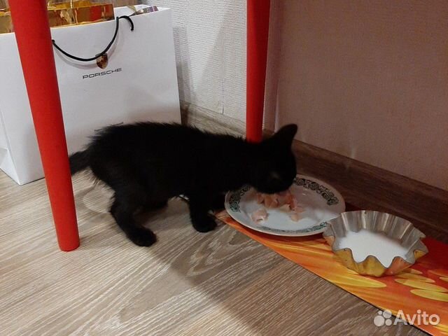 Котенок в добрые руки(девочка)