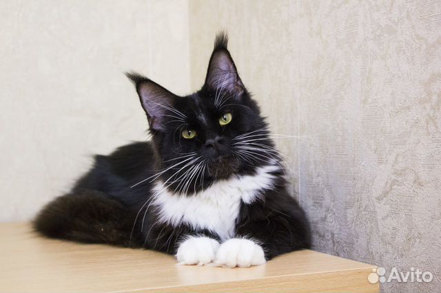 Подрощенная кошечка (breed) и котята