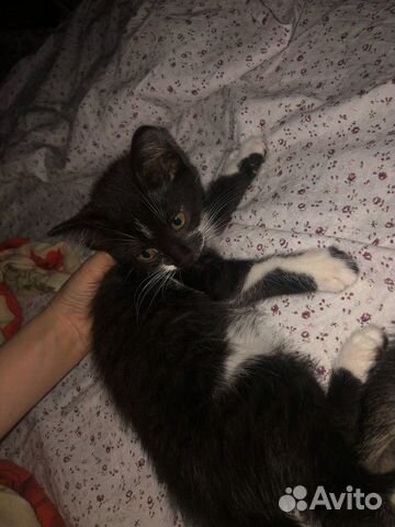 Котёнок