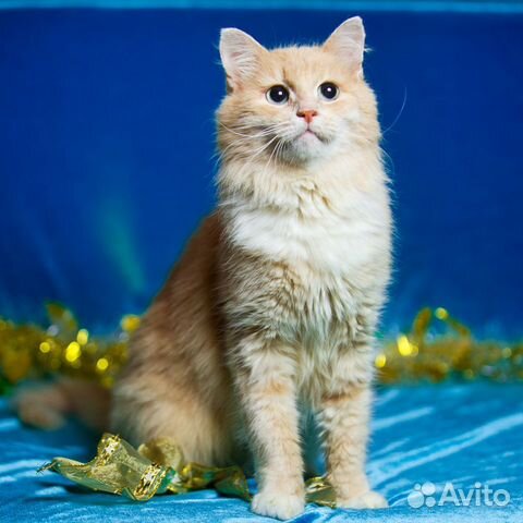 Чудесный котик в добрые руки