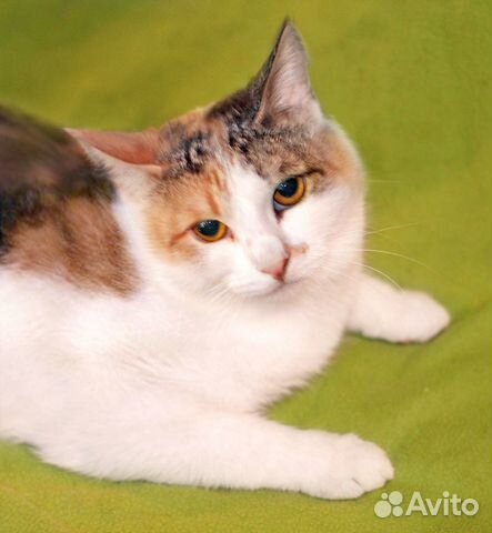 Милана - скромница девочка в дар