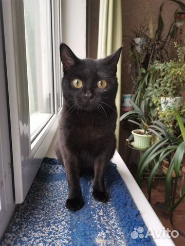 Кошка бомбейской породы в дар