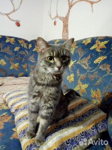 Чудесный котик Мартин, 10 месяцев