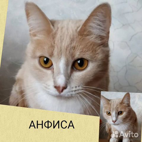 Кошечка Анфиса