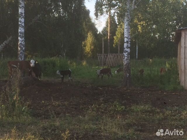 Бычки герефорд на откорм 8-12 мес