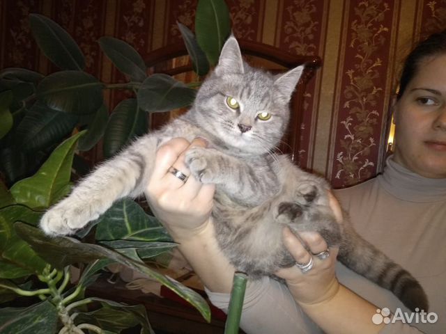 Даня ищет надежное плечо, чтобы было на ком лазить