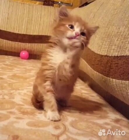 Крошечный рыжий котенок девочка