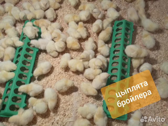 Заявки на 2020 на сут. молодняк