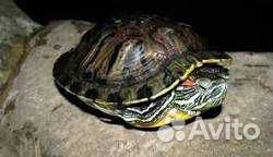 Черепаха