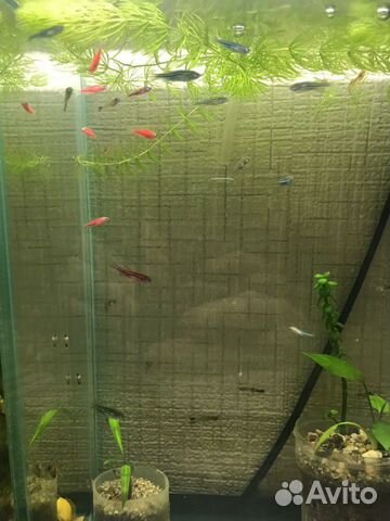 Аквариумные рыбки