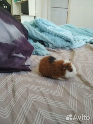 Морская свинка