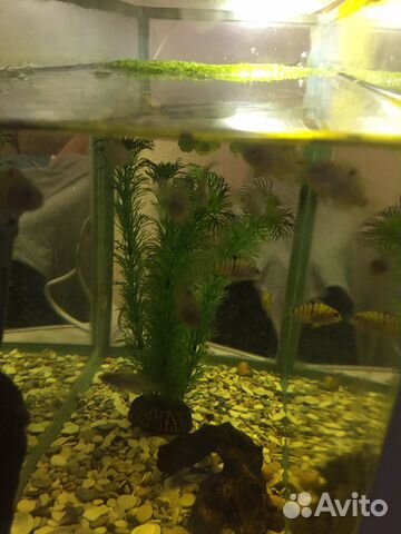 Рыбки с интеллектом