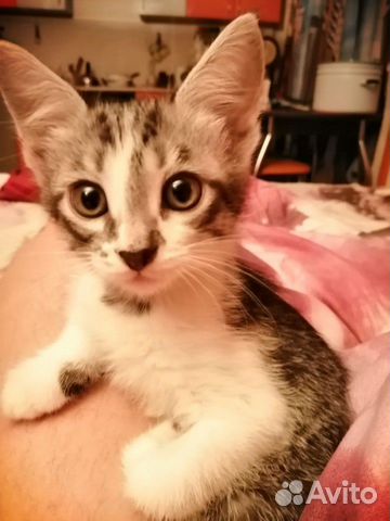 Котики ищут дом