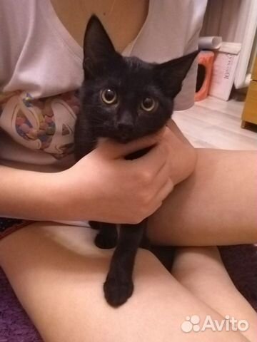 Отдам в добрые руки брошенного котенка