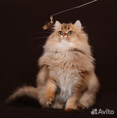 Шотландский золотой красавец