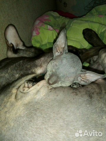 Кошки