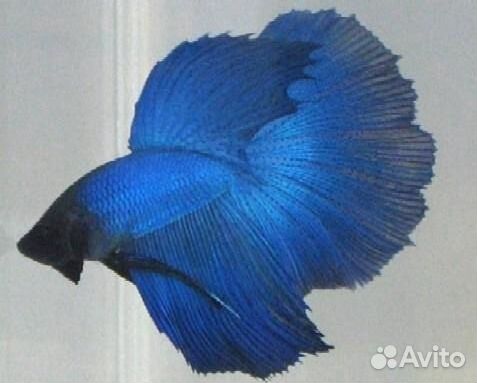 Петушки лялиусы неретины и другие