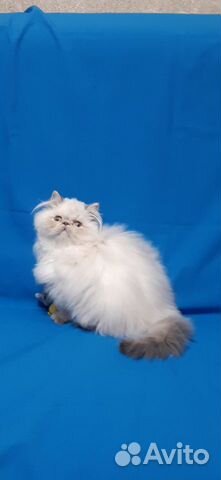 Персидский котёнок, мальчик